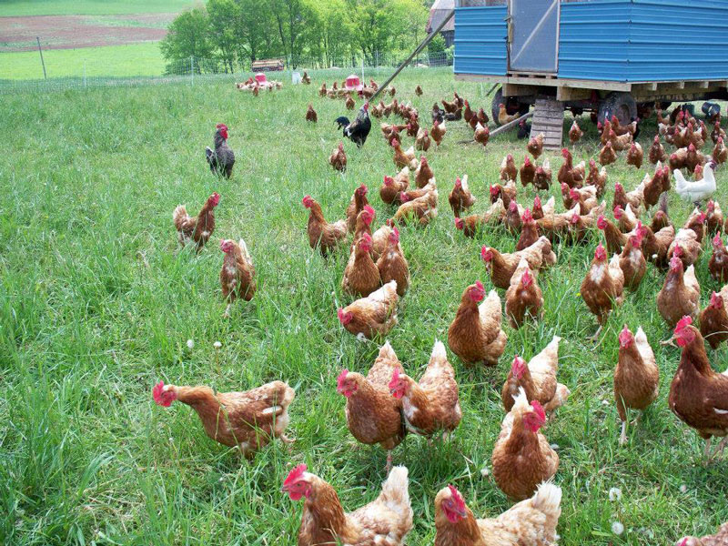 Possum Tail Farm :: WHAT WE SELL